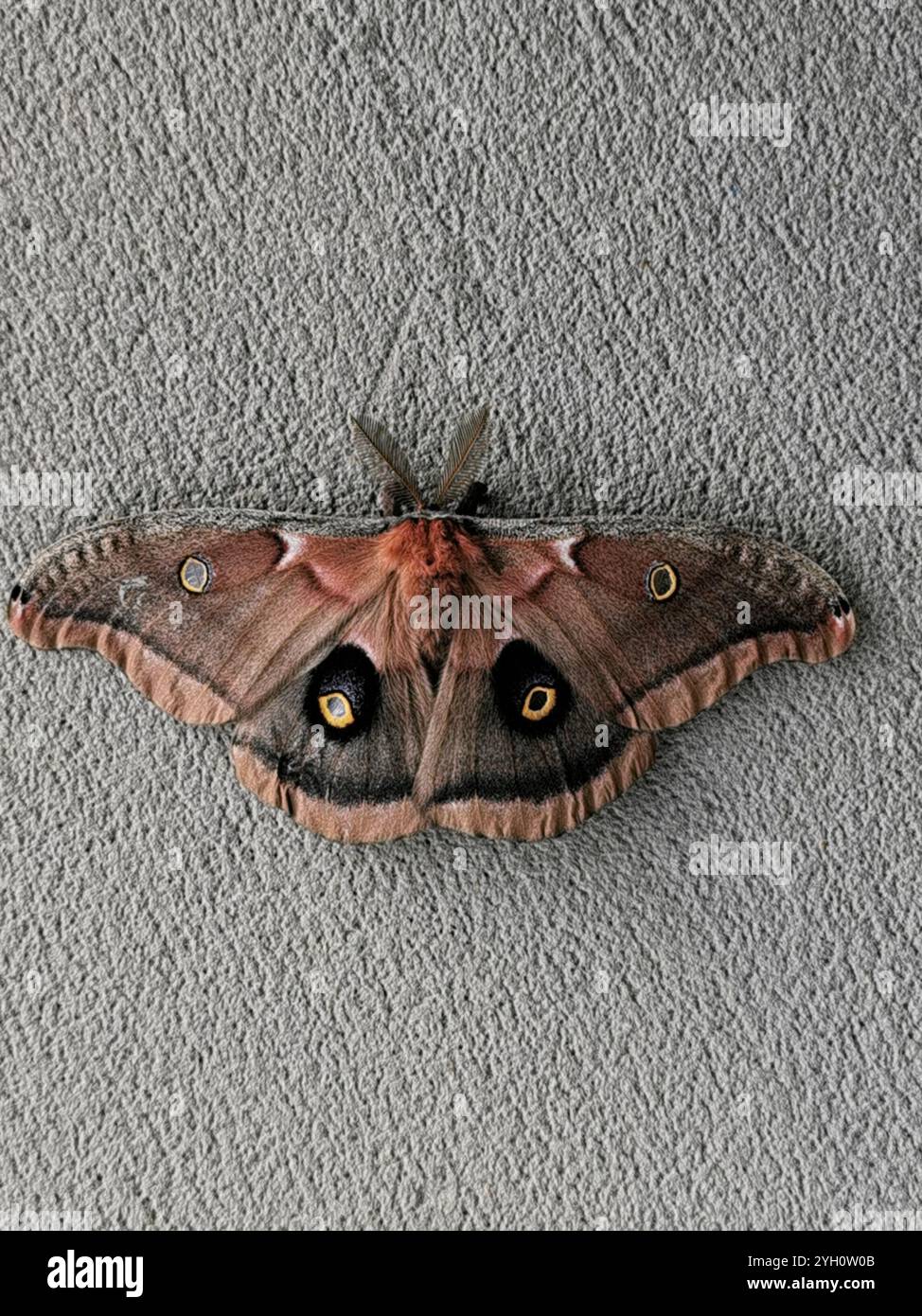 Polyphemus Moth (Antheraea polyphemus Stock Photo - Alamy