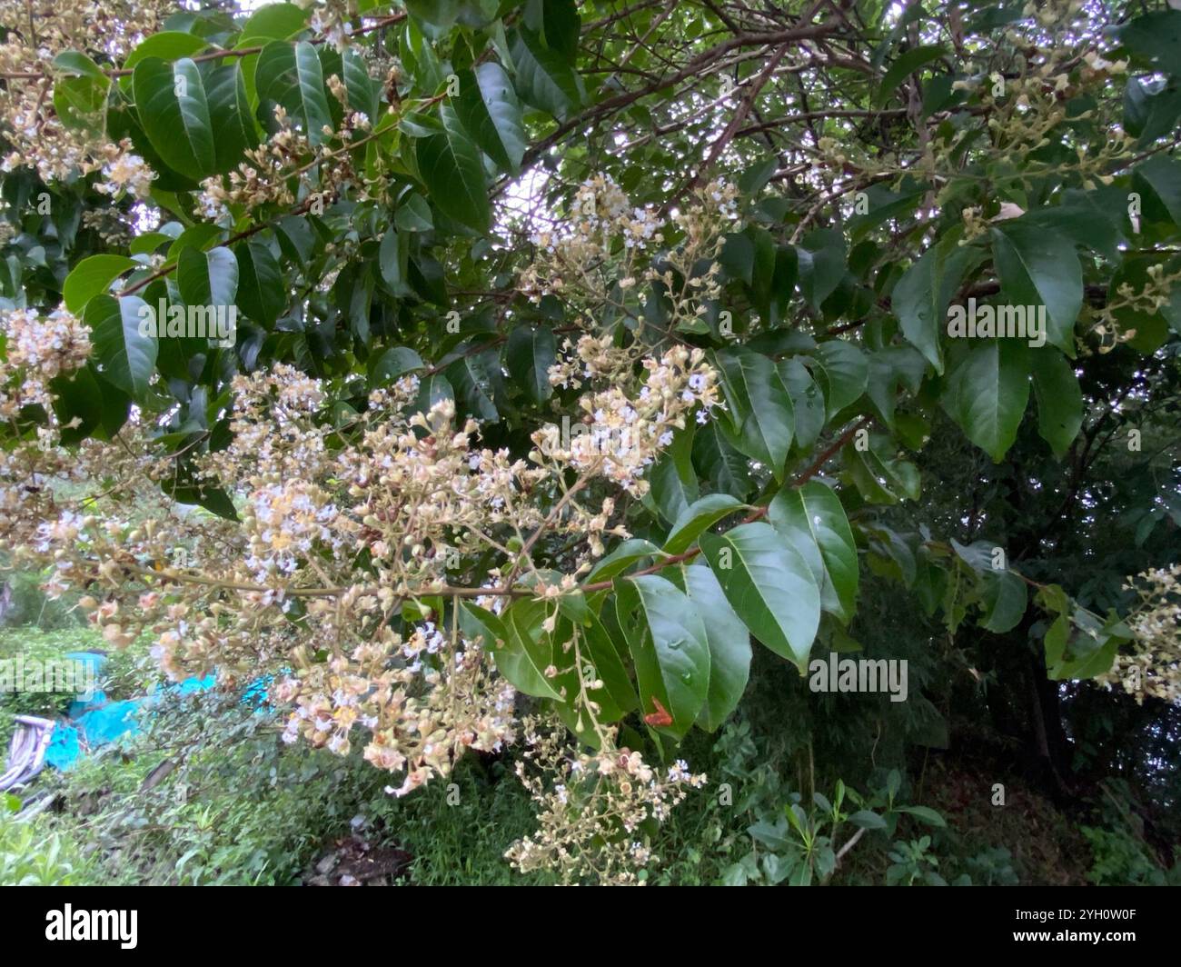 Subcostate Crape Myrtle (Lagerstroemia subcostata Stock Photo - Alamy