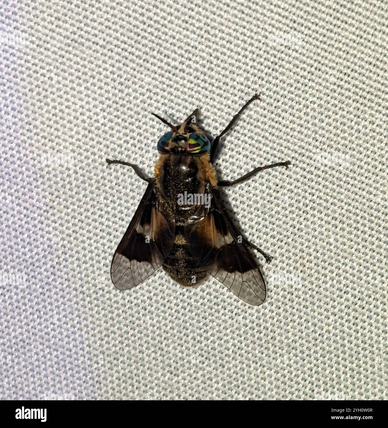 Bothersome Deer Fly (Chrysops excitans Stock Photo - Alamy