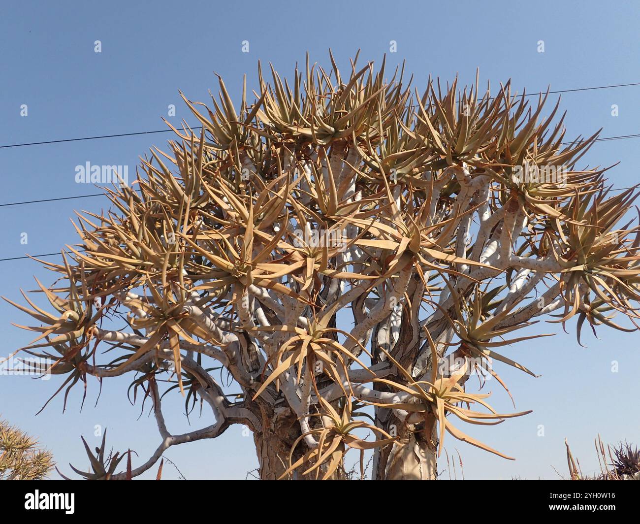 Quiver Tree (Aloidendron dichotomum Stock Photo - Alamy
