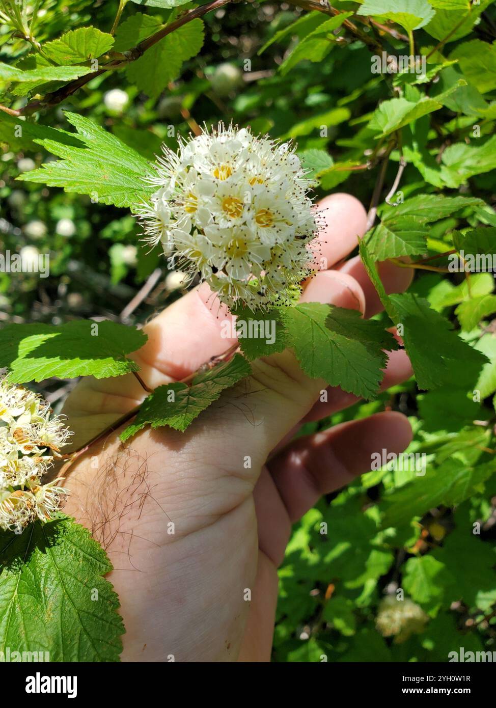 Physocarpus capitatus hi-res stock photography and images - Alamy