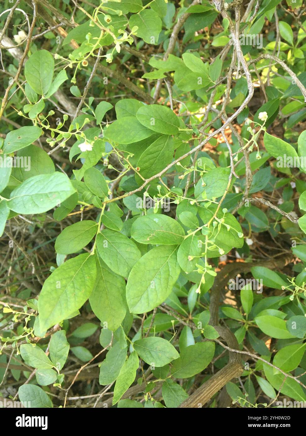 Deerberry hi-res stock photography and images - Alamy