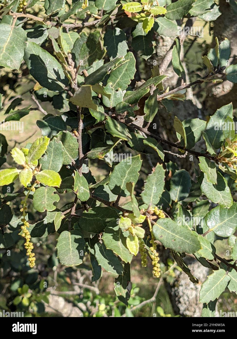 evergreen oak (Quercus ilex Stock Photo - Alamy