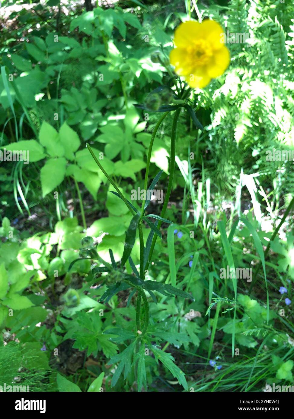 Multi-flowered Buttercup (Ranunculus polyanthemos Stock Photo - Alamy