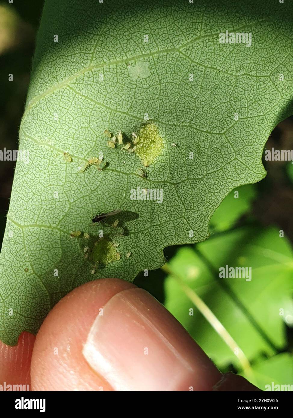 Phyllocoptes populi hi-res stock photography and images - Alamy
