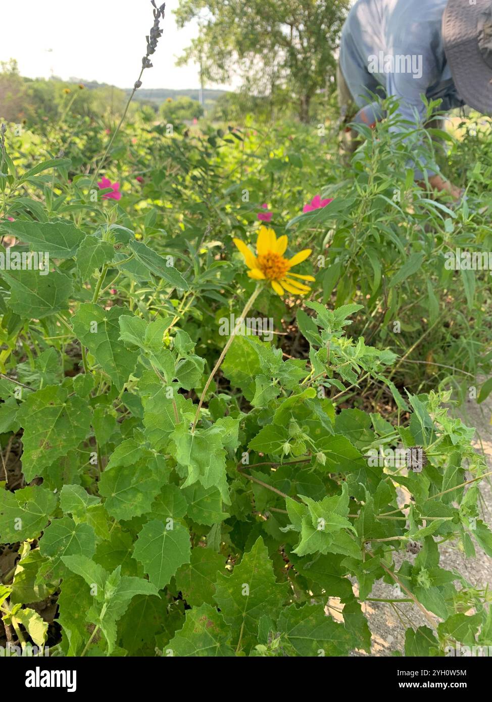 Awnless Bushsunflower (Simsia calva Stock Photo - Alamy