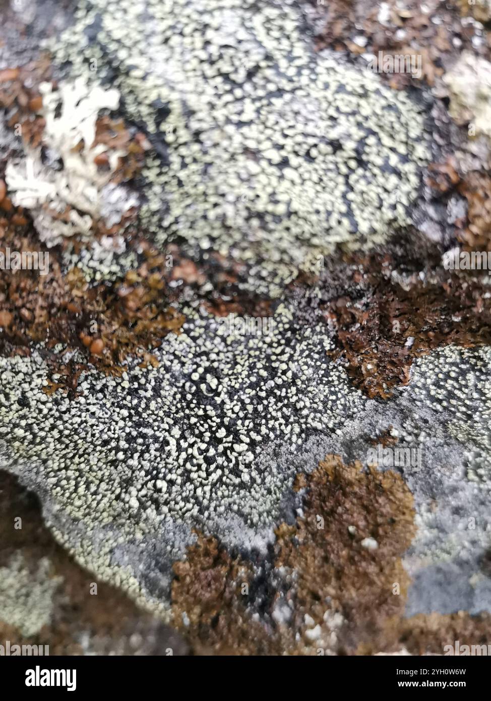 yellow map lichen (Rhizocarpon geographicum Stock Photo - Alamy