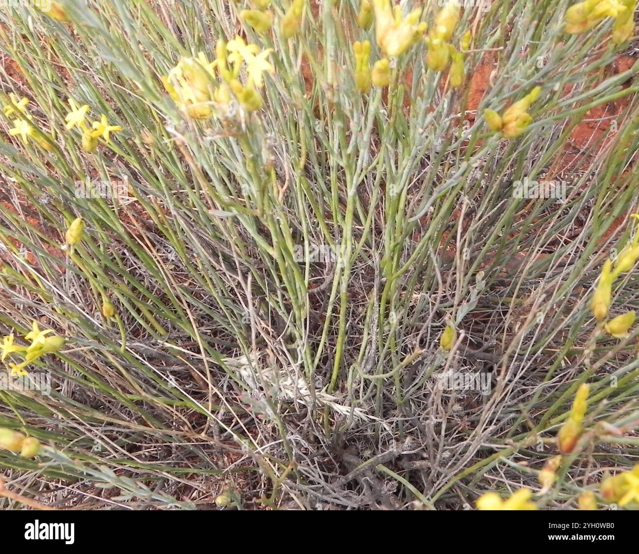 Summer Curryflower (Lasiosiphon polycephalus Stock Photo - Alamy