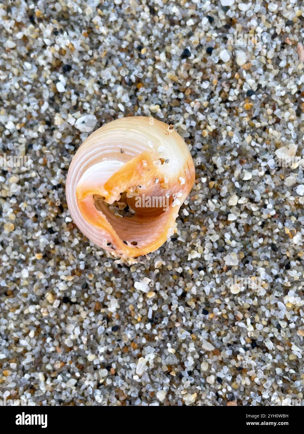 Channeled Basket Snail (Caesia fossata Stock Photo - Alamy