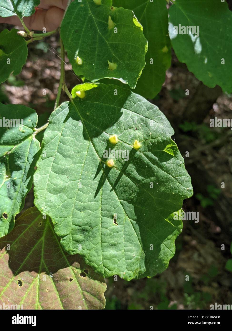 Witch-hazel Cone Gall Aphid (Hormaphis hamamelidis Stock Photo - Alamy