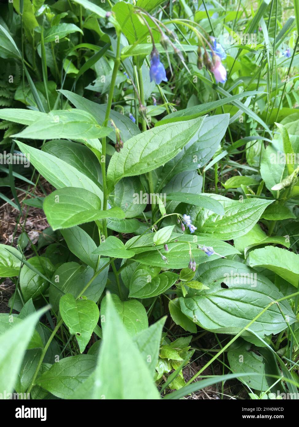 Tall Bluebell (Mertensia paniculata Stock Photo - Alamy