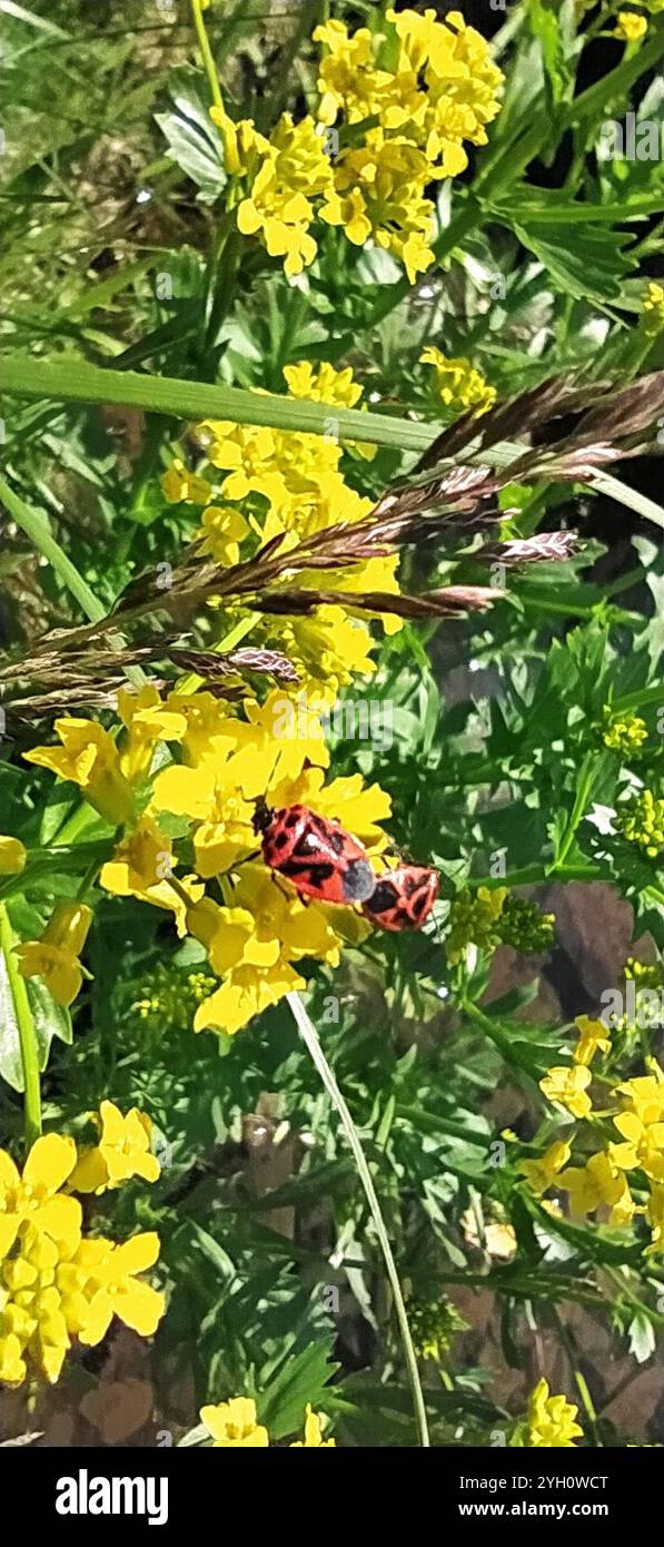 Eurydema dominulus hi-res stock photography and images - Alamy