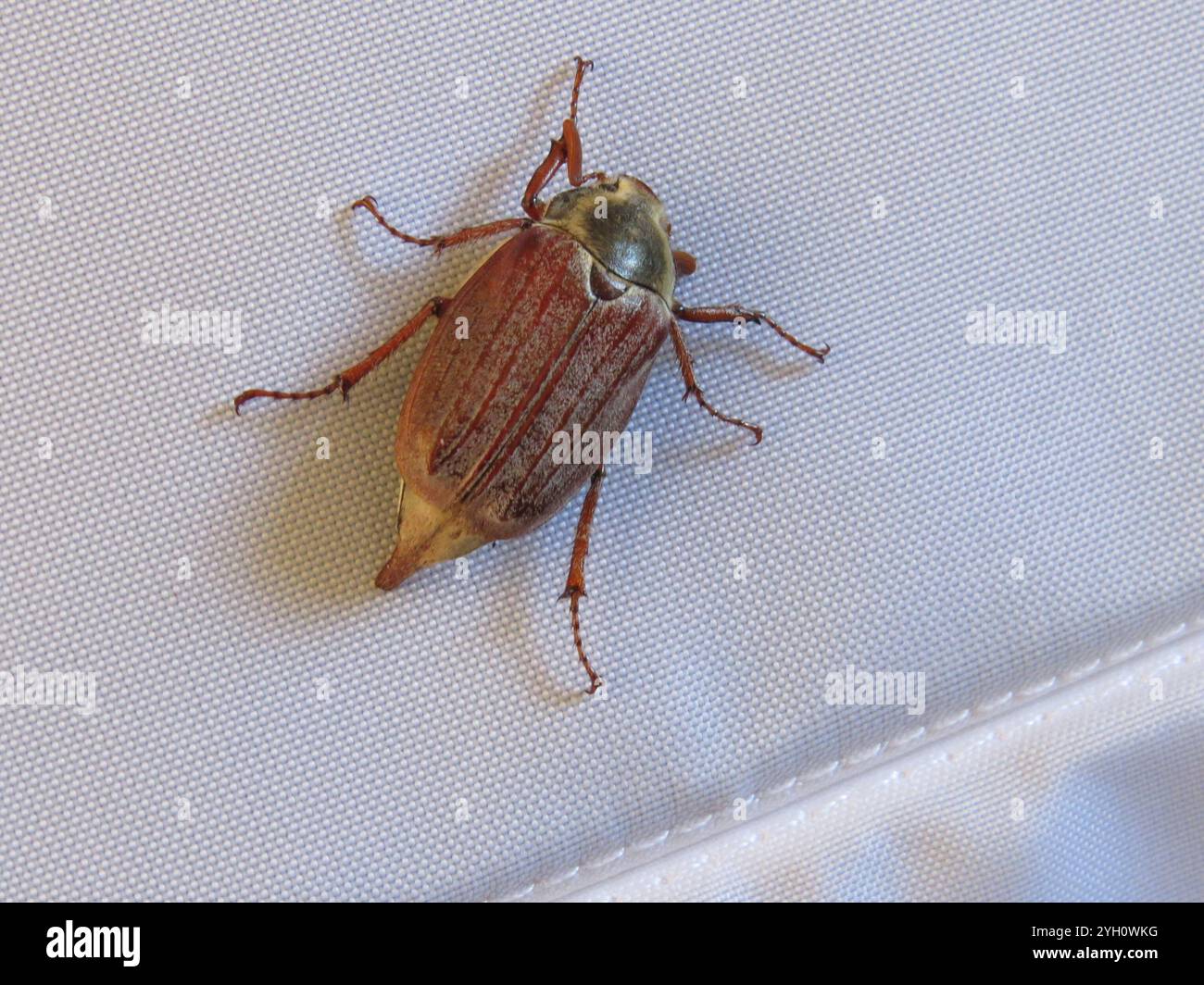 Common Cockchafer (Melolontha melolontha Stock Photo - Alamy