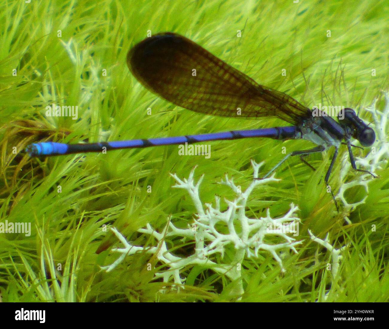 Variable dancer hi-res stock photography and images - Alamy