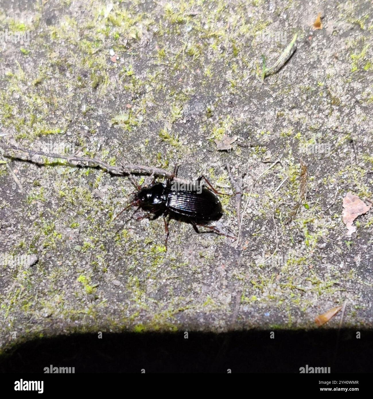 Gazelle Beetles (Nebria Stock Photo - Alamy