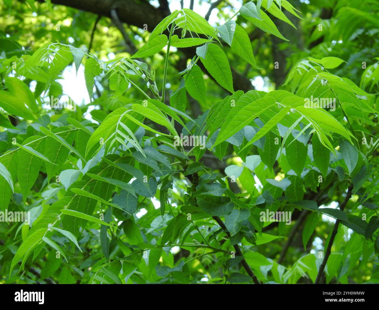 Family juglandaceae hi-res stock photography and images - Alamy
