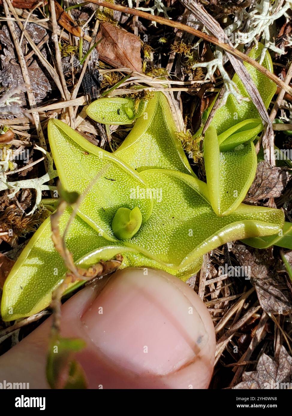 Common Butterwort (Pinguicula vulgaris Stock Photo - Alamy