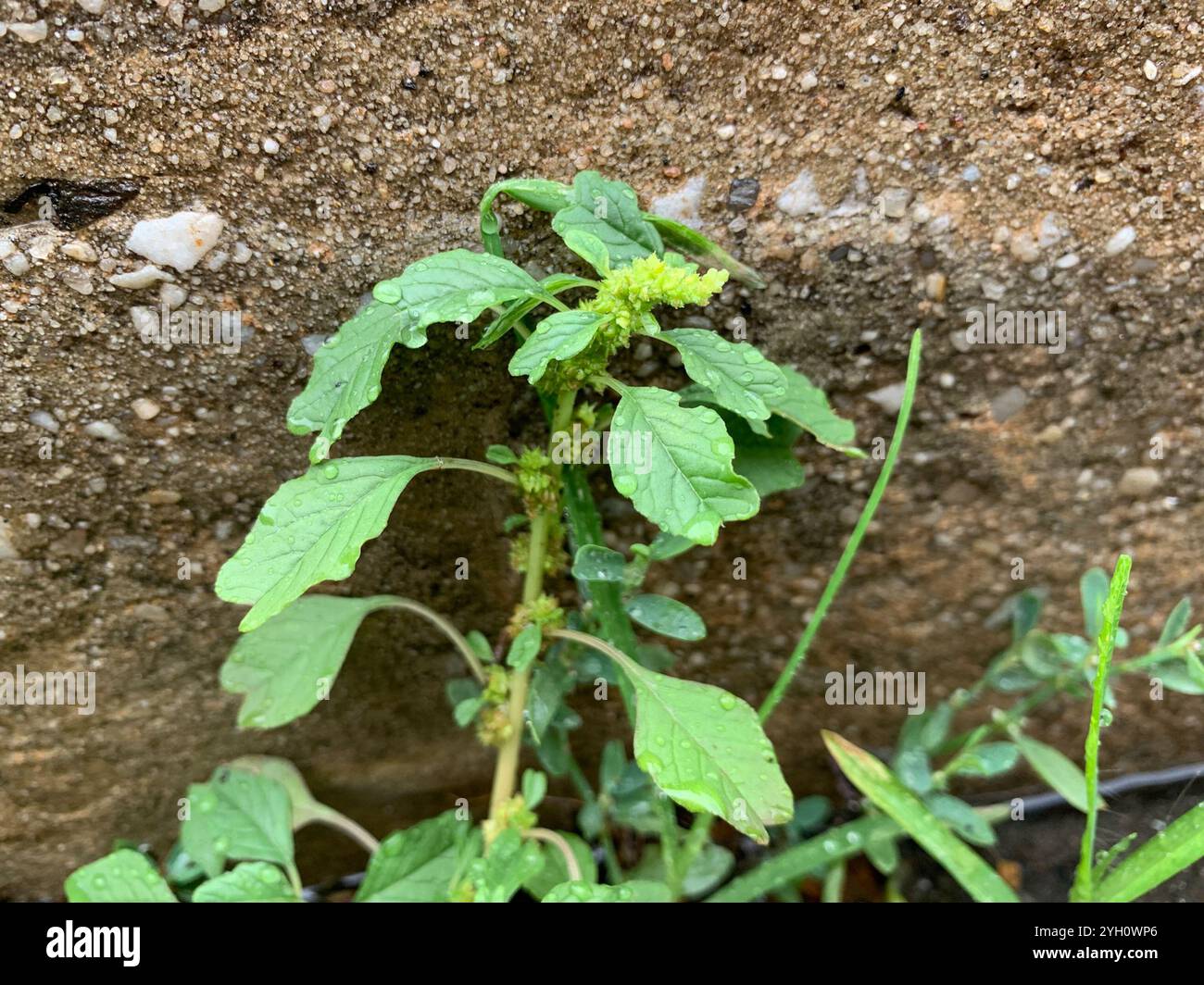 purple amaranth (Amaranthus blitum Stock Photo - Alamy