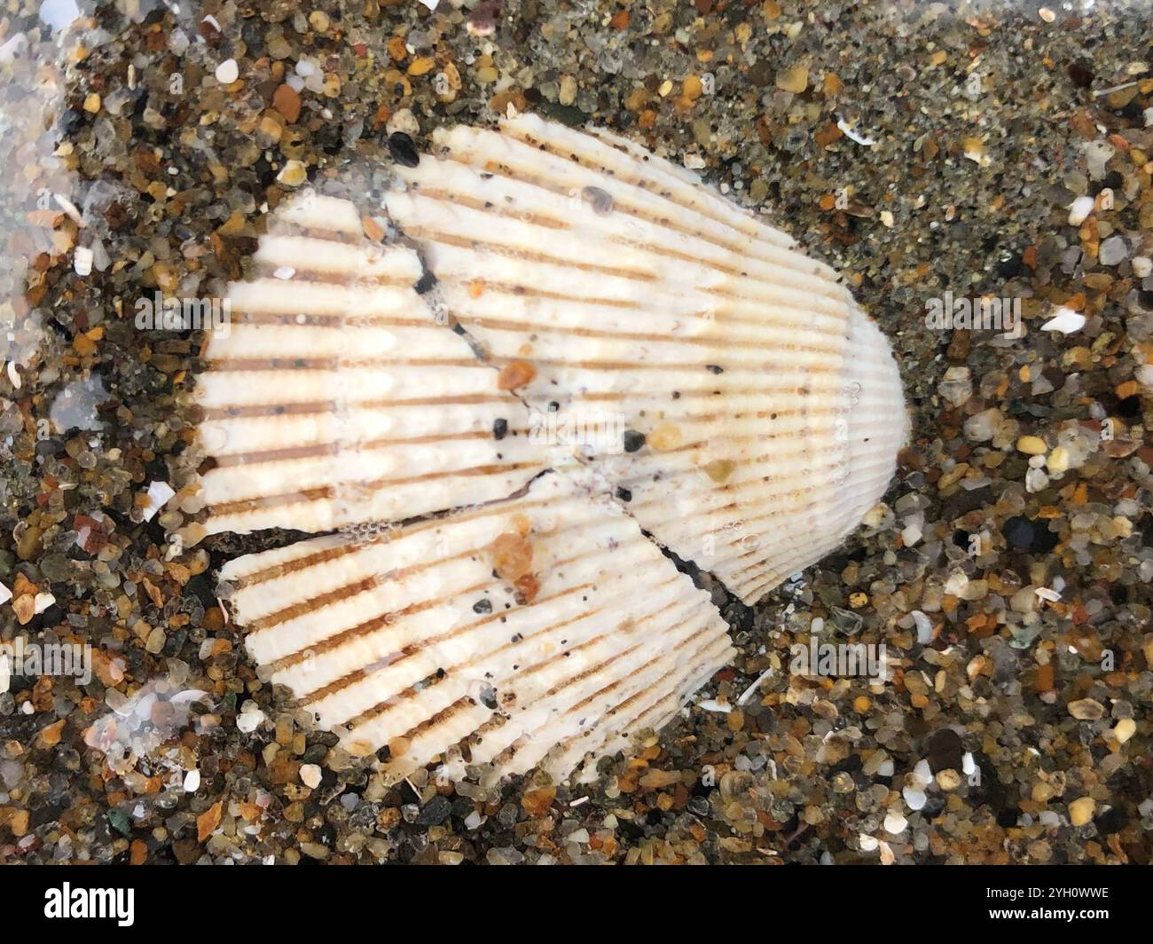 Nuttall's Cockle (Clinocardium nuttallii Stock Photo - Alamy