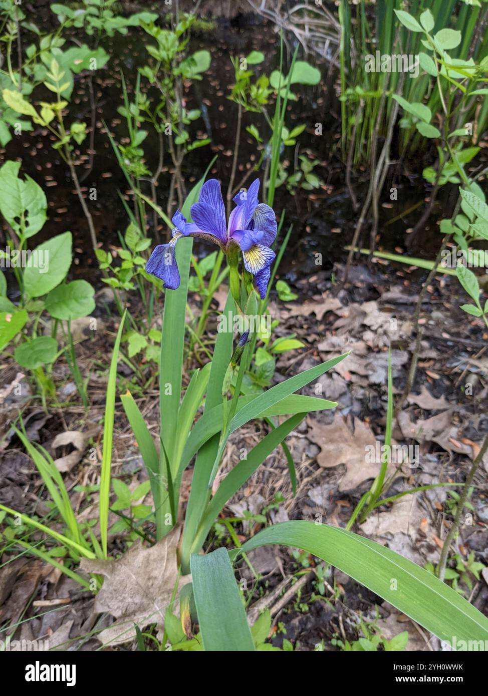northern blue flag (Iris versicolor Stock Photo - Alamy