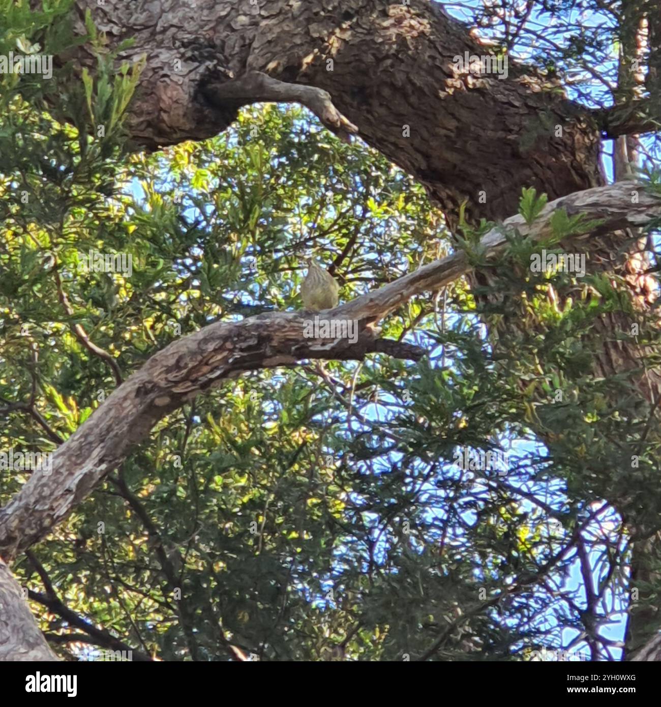 Acanthiza lineata hi-res stock photography and images - Alamy