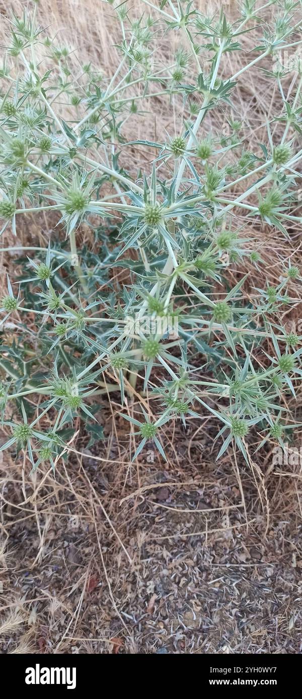 Field Eryngo (Eryngium campestre Stock Photo - Alamy