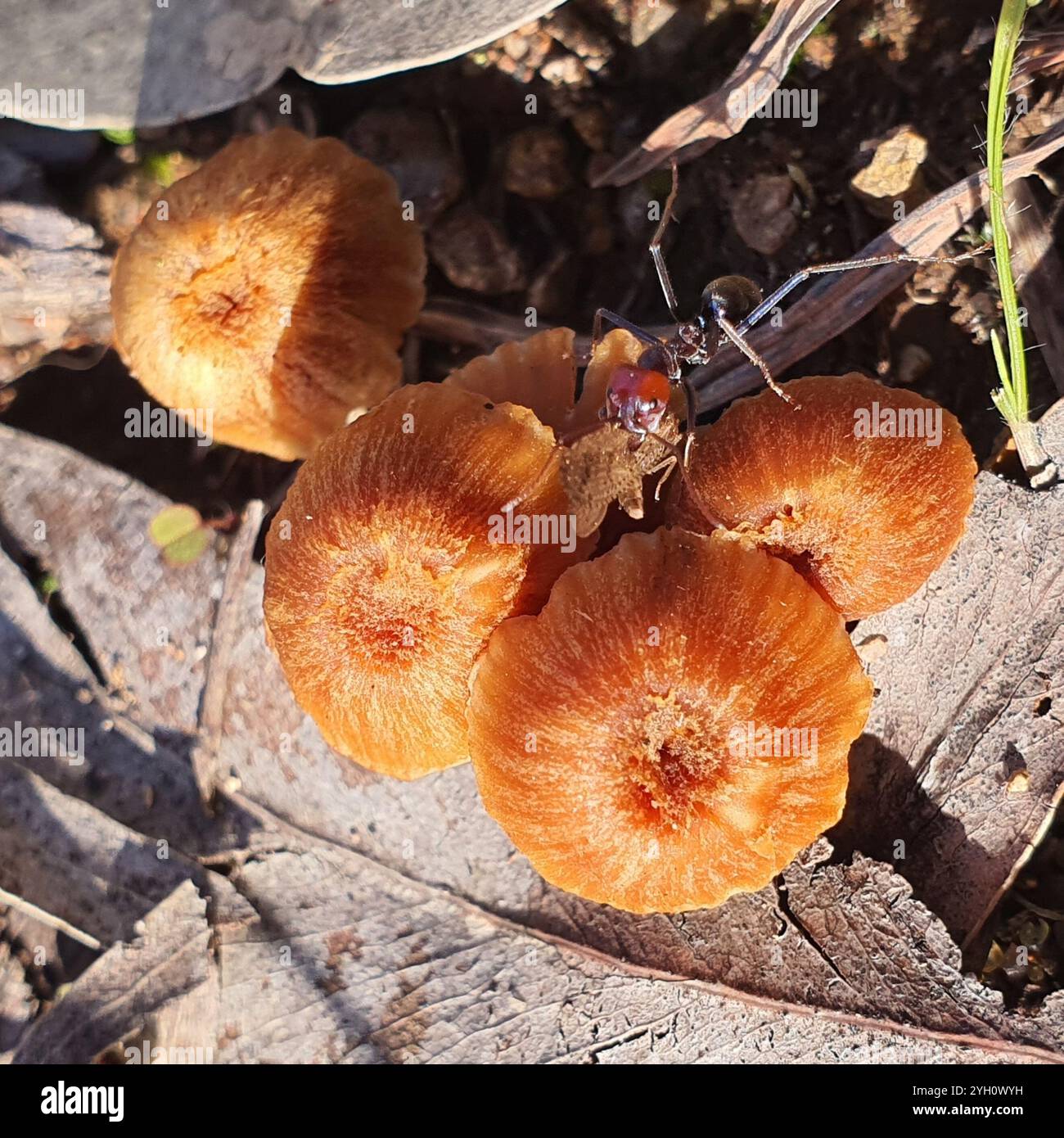 Southern Meat Ant (Iridomyrmex purpureus Stock Photo - Alamy