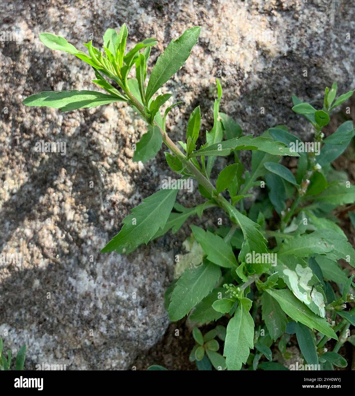 Virginia pepperweed (Lepidium virginicum Stock Photo - Alamy