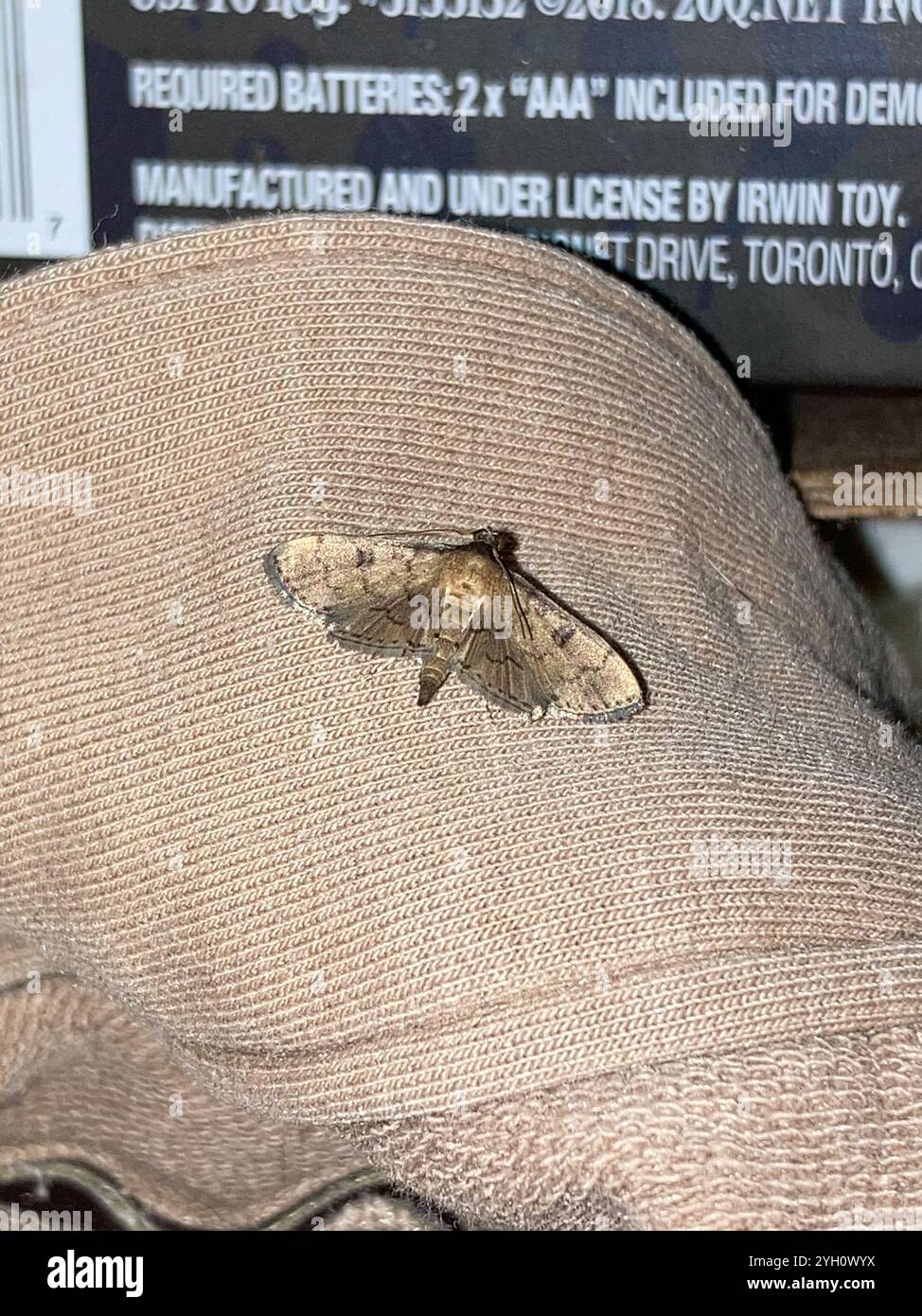 Hollow-spotted Blepharomastix Moth (Blepharomastix ranalis Stock Photo - Alamy