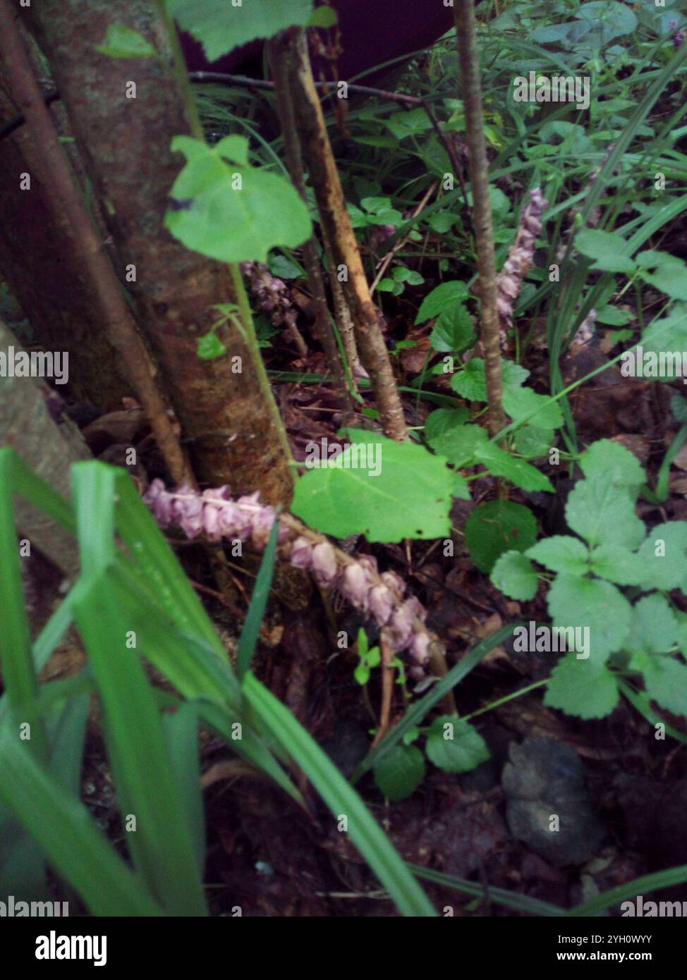 Common Toothwort (Lathraea squamaria Stock Photo - Alamy