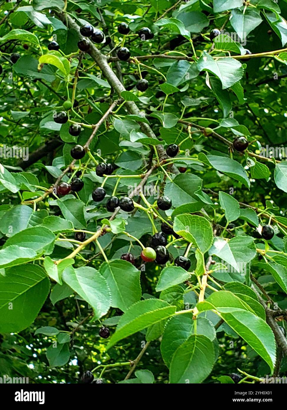 chokecherry (Prunus virginiana Stock Photo - Alamy