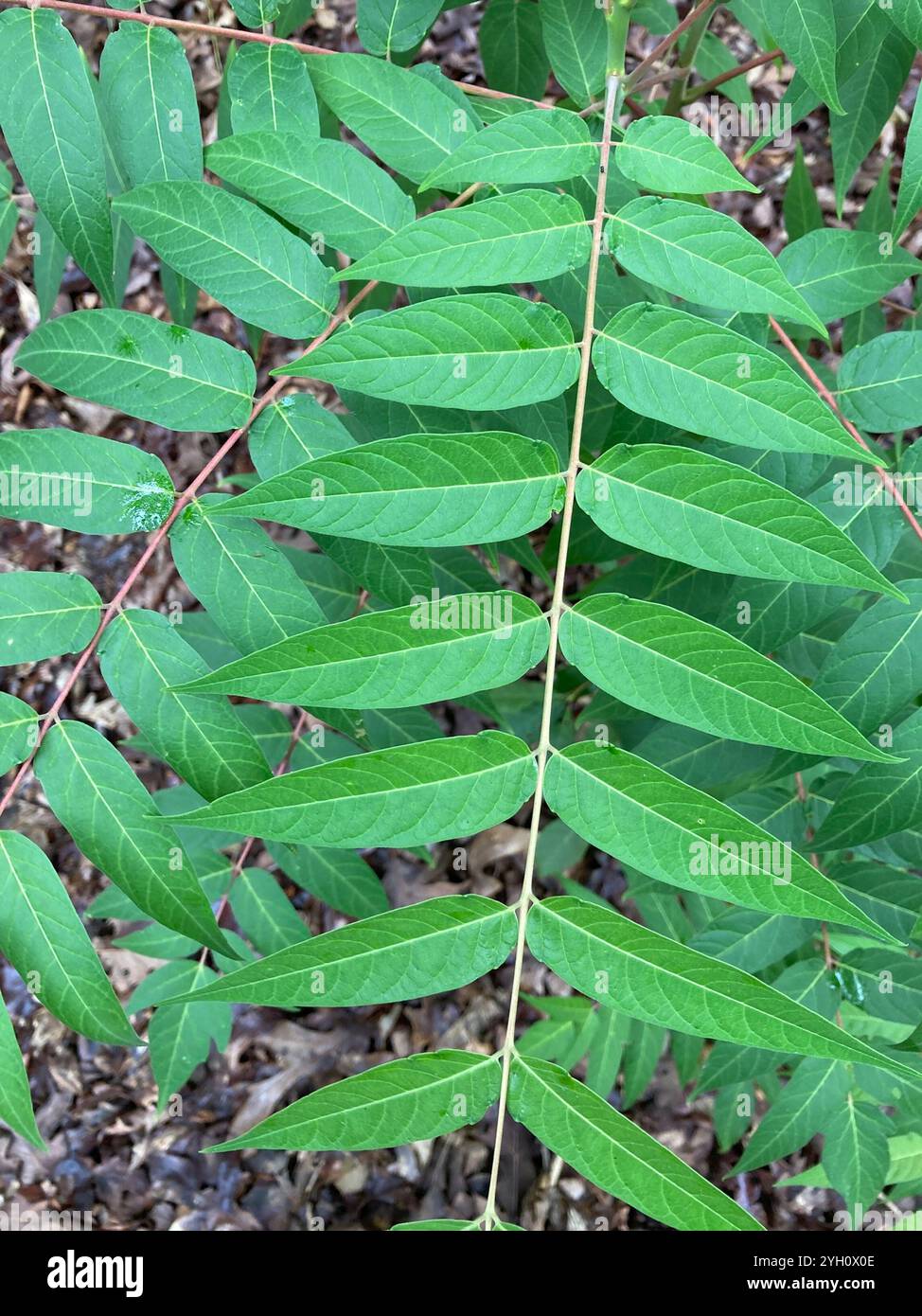 tree-of-heaven (Ailanthus altissima Stock Photo - Alamy