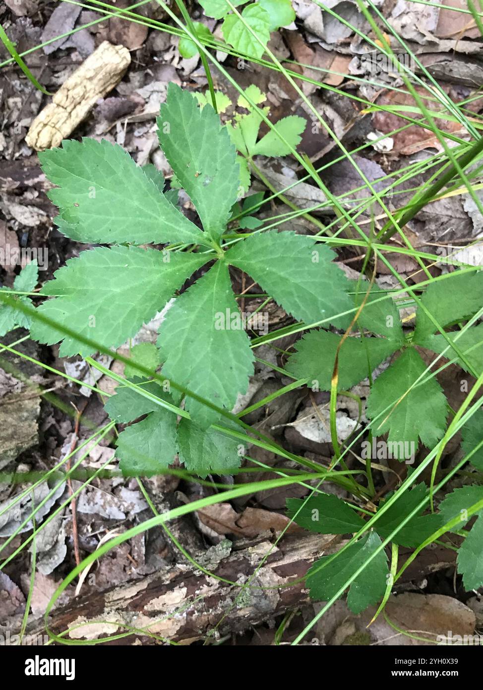 Black Snakeroot (Sanicula canadensis Stock Photo - Alamy