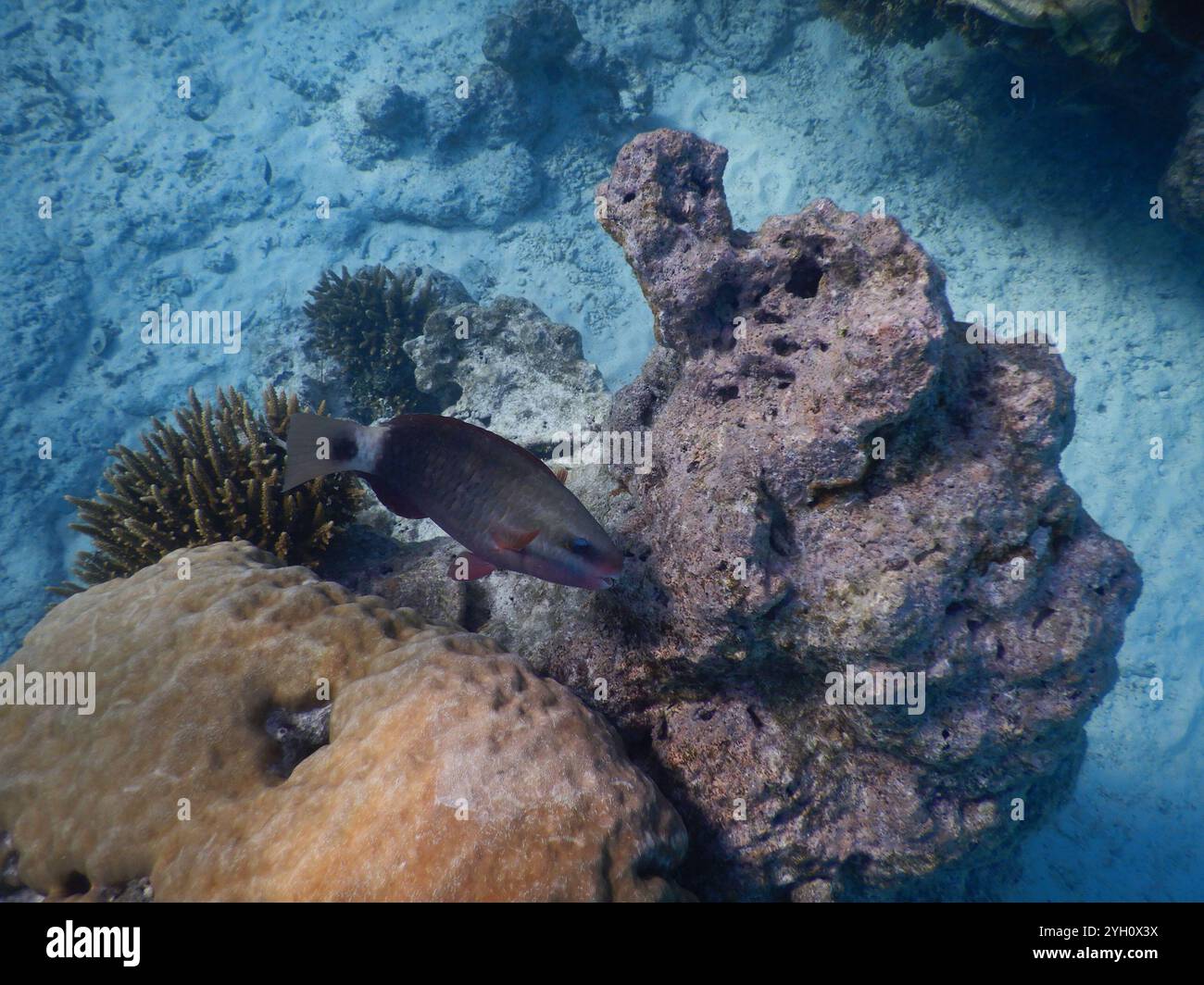 Pacific Bullethead Parrotfish (Chlorurus spilurus Stock Photo - Alamy