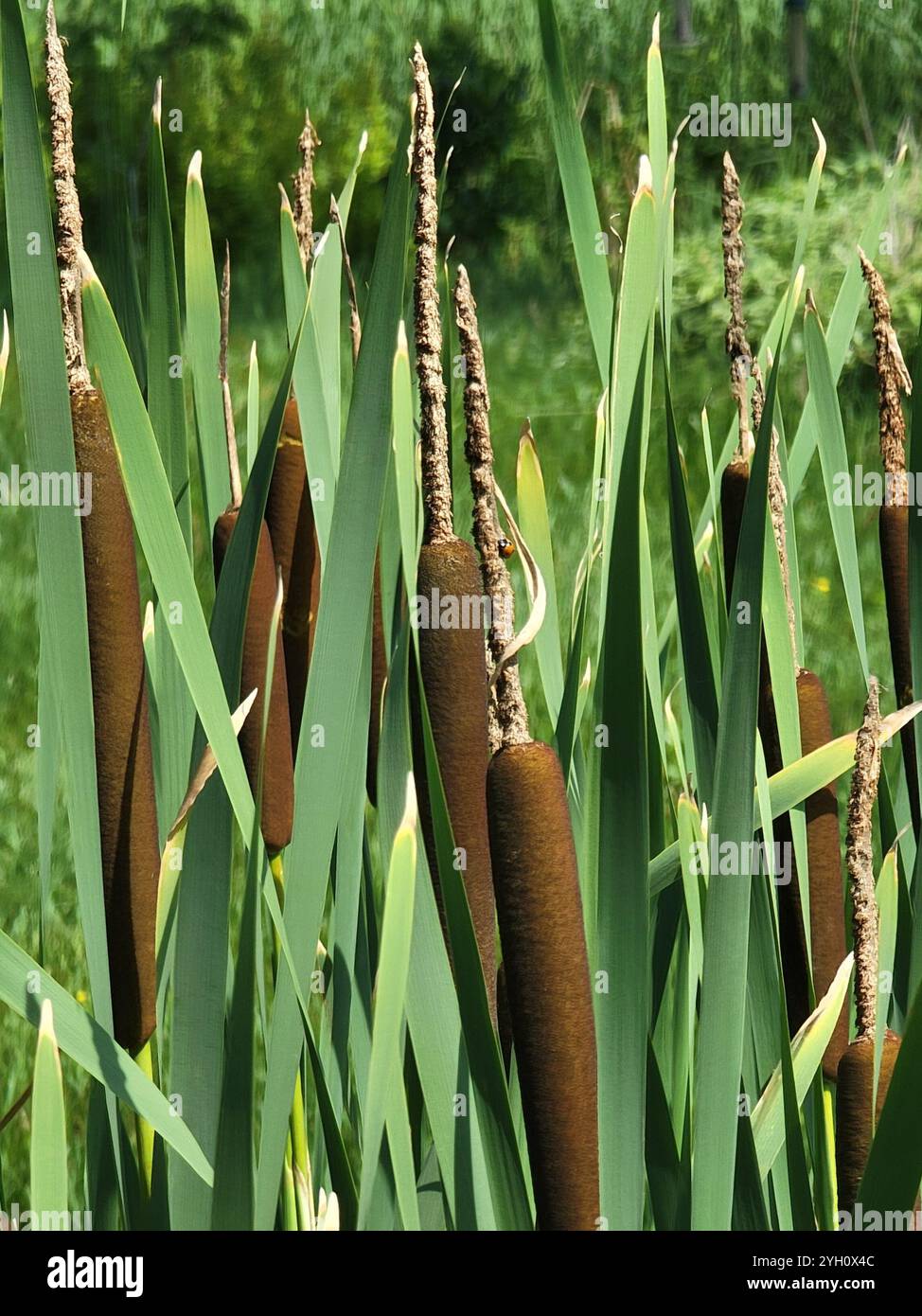 broadleaf cattail (Typha latifolia Stock Photo - Alamy