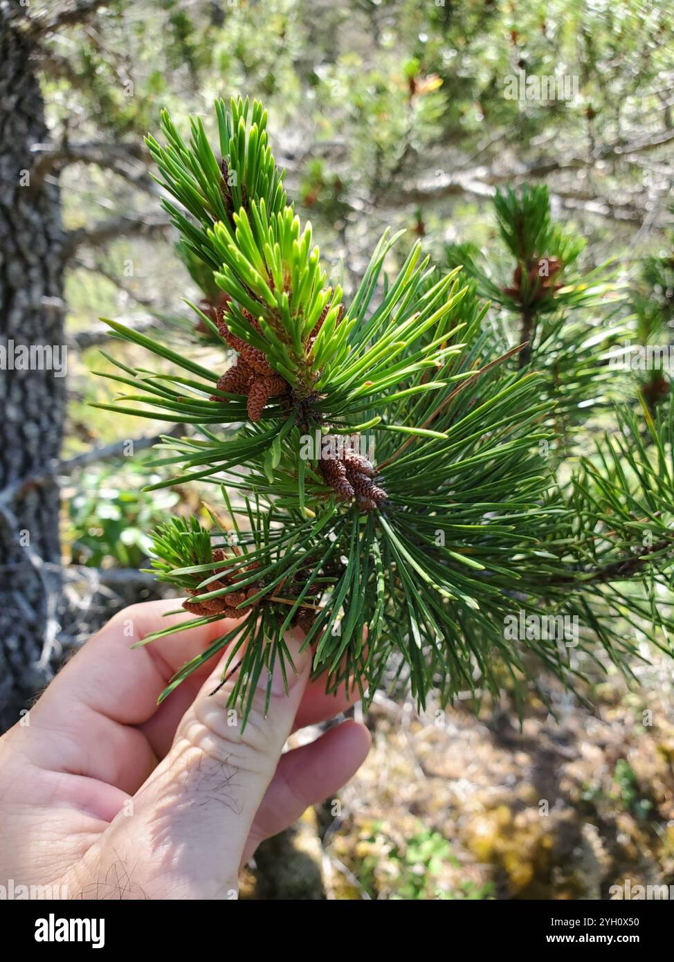 Shore Pine (Pinus contorta contorta Stock Photo - Alamy