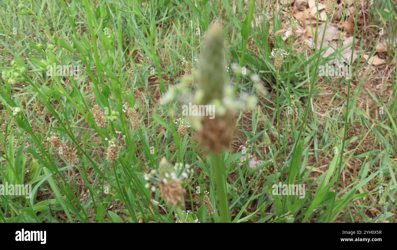 ribwort plantain (Plantago lanceolata Stock Photo - Alamy