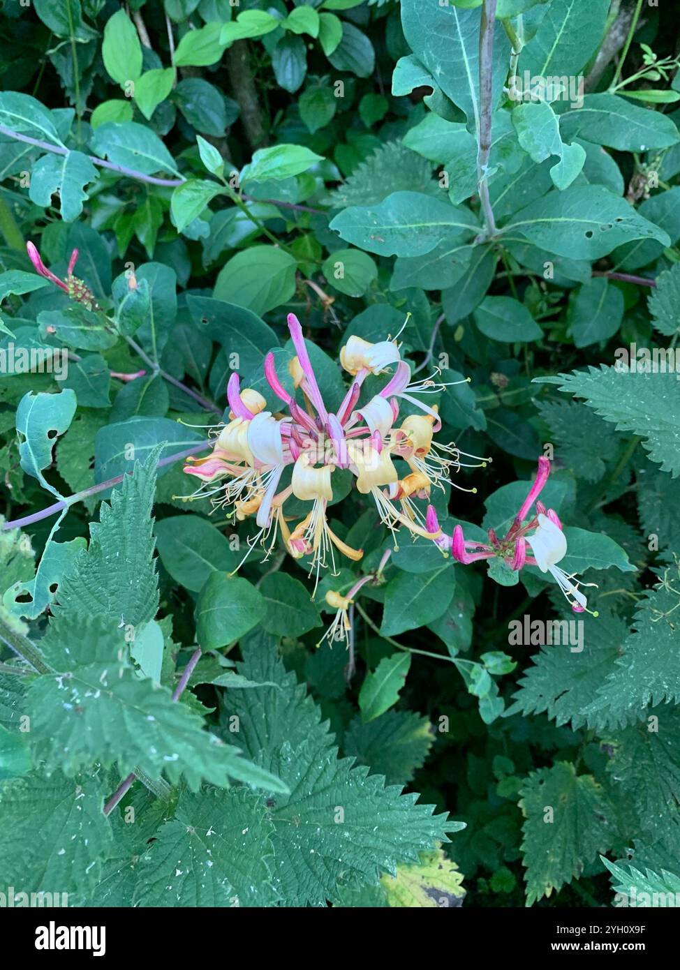 Common Honeysuckle (Lonicera periclymenum Stock Photo - Alamy