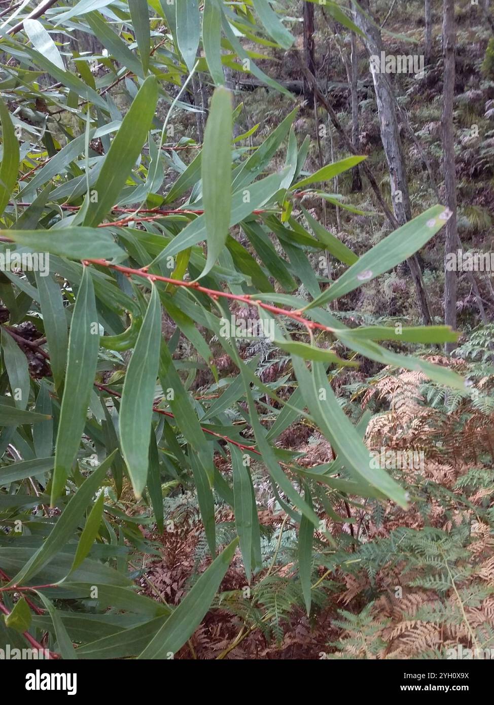 Hakea salicifolia hi-res stock photography and images - Alamy