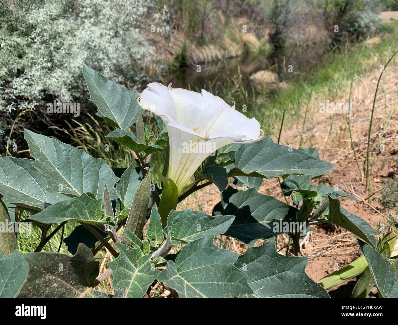 Sacred Datura (Datura wrightii Stock Photo - Alamy