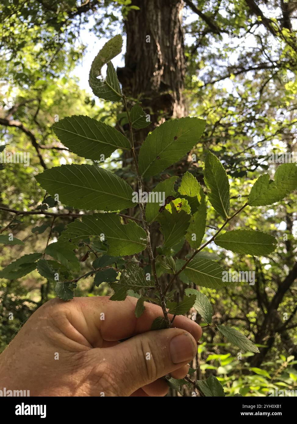 Cedar Elm (Ulmus crassifolia Stock Photo - Alamy