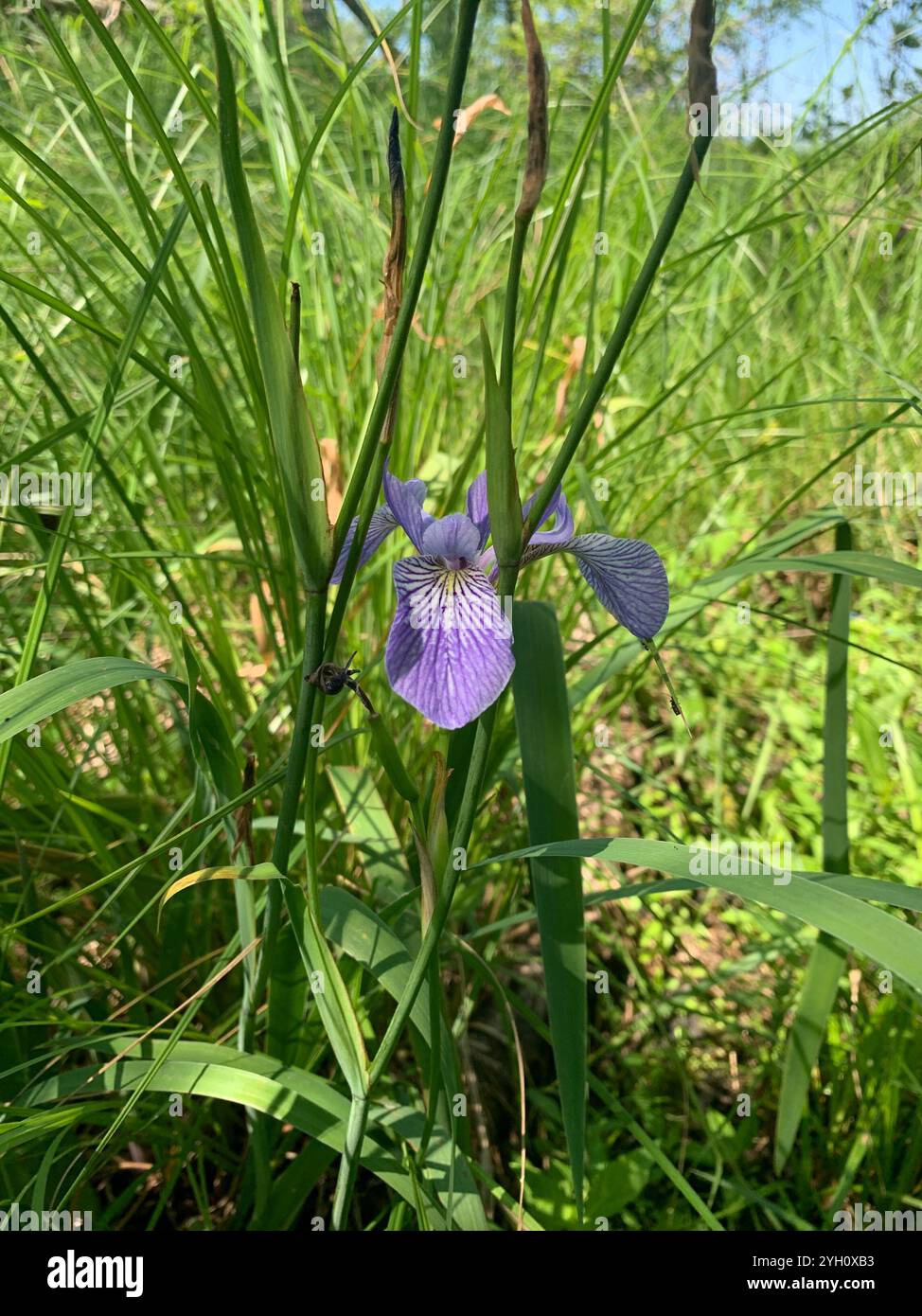 northern blue flag (Iris versicolor Stock Photo - Alamy