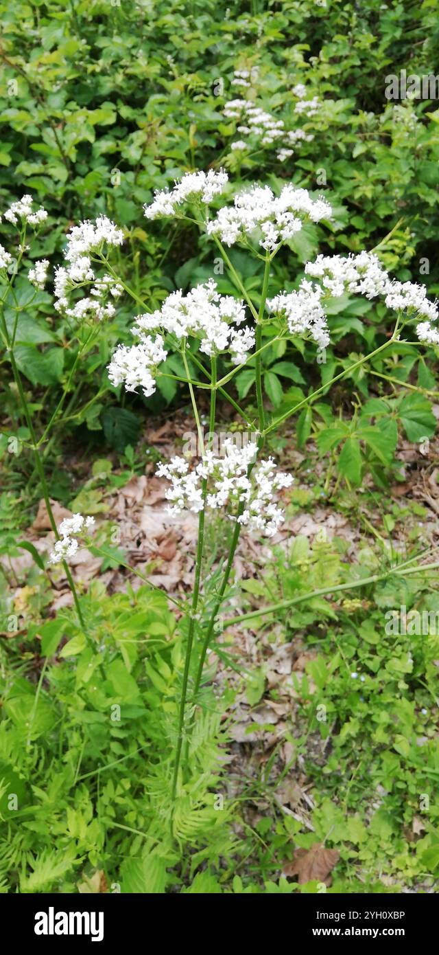 Common Valerian Complex (Valeriana officinalis Stock Photo - Alamy