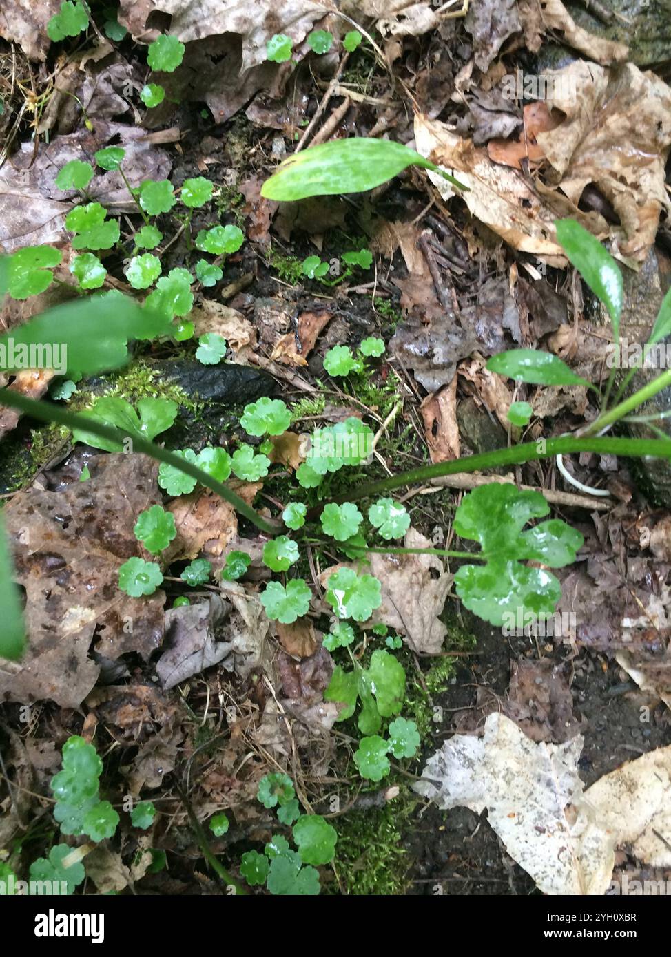 Hydrocotyle americana hi-res stock photography and images - Alamy