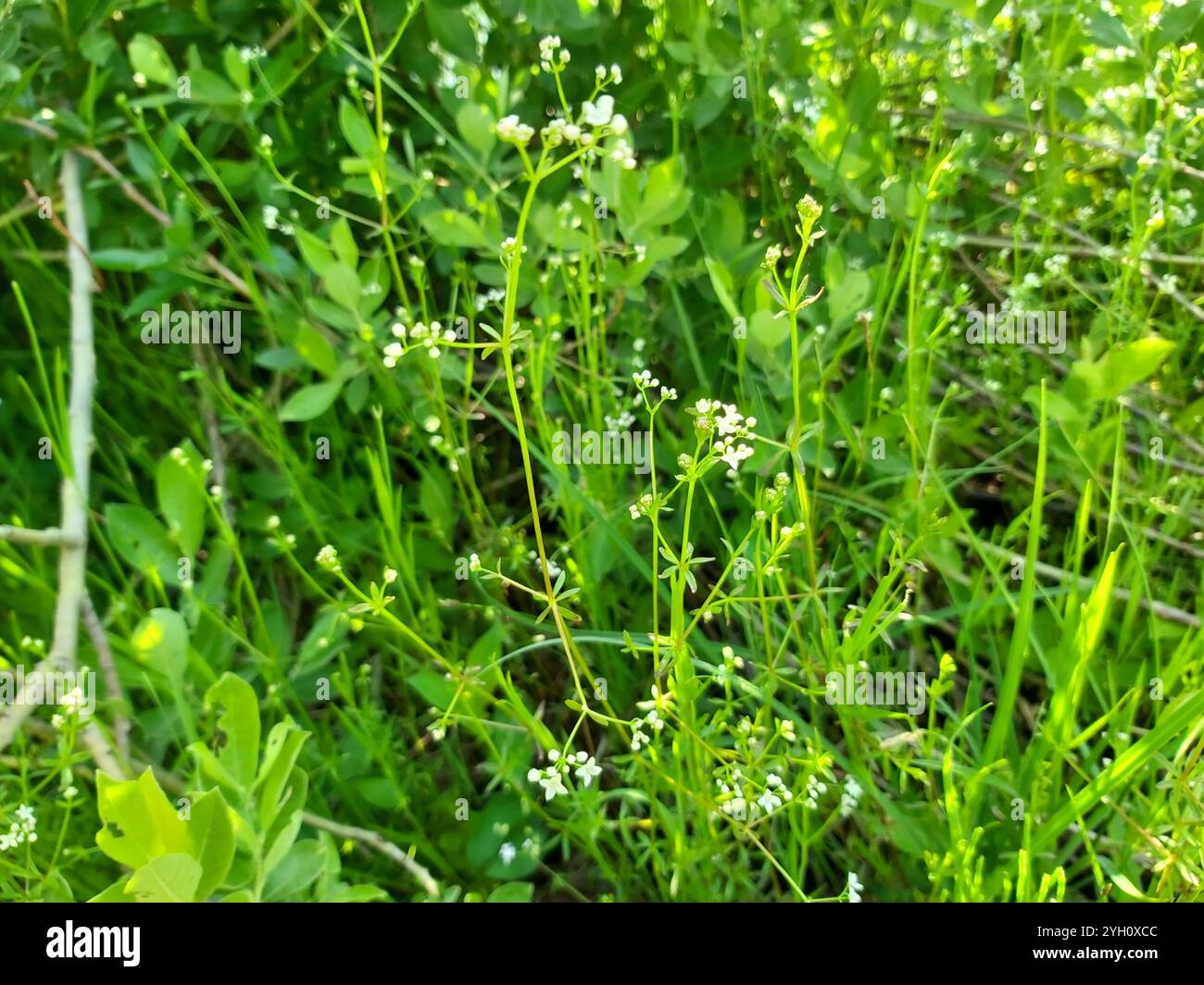 Common Marsh-bedstraw (Galium palustre Stock Photo - Alamy