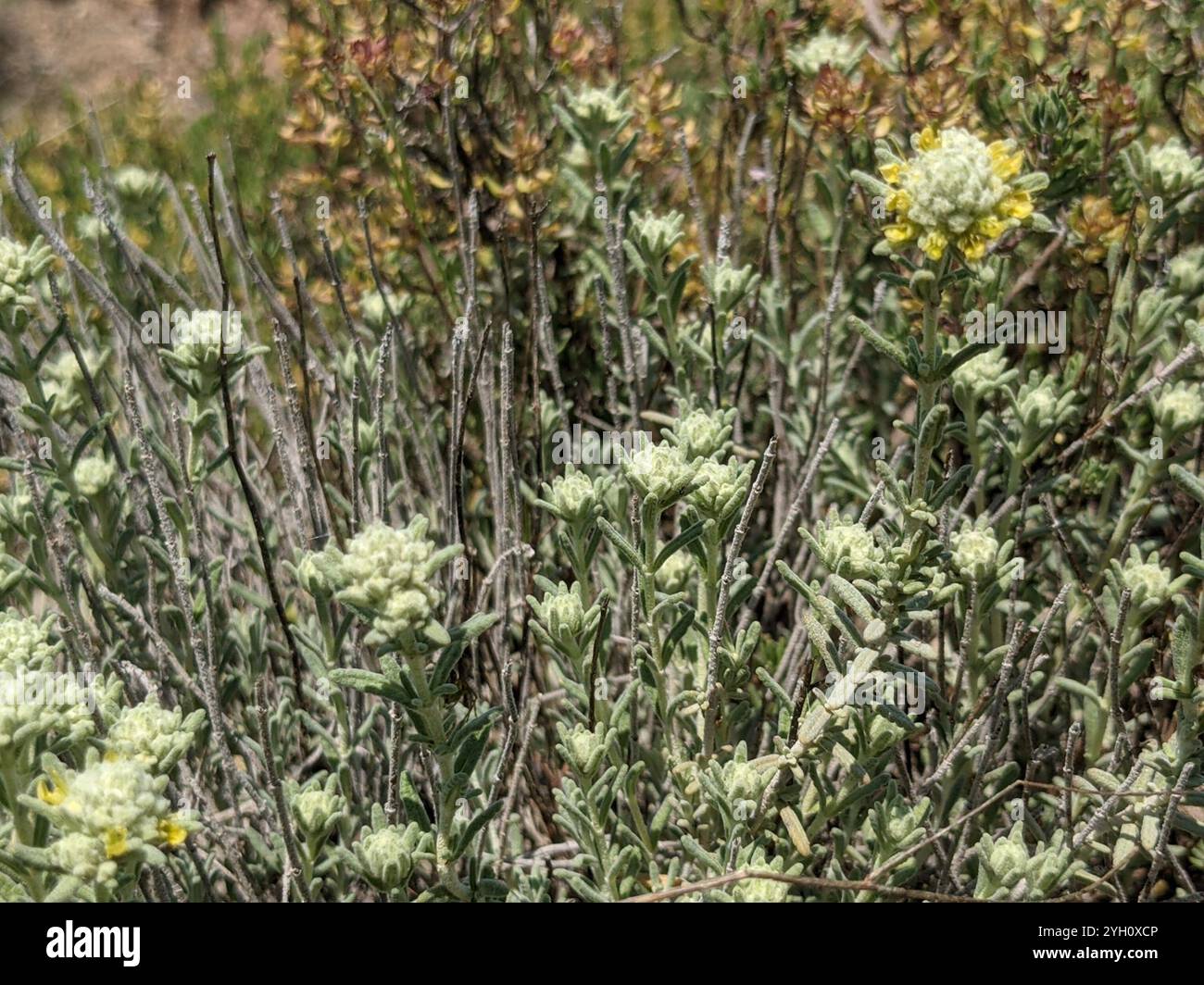 Gold germander (Teucrium aureum Stock Photo - Alamy