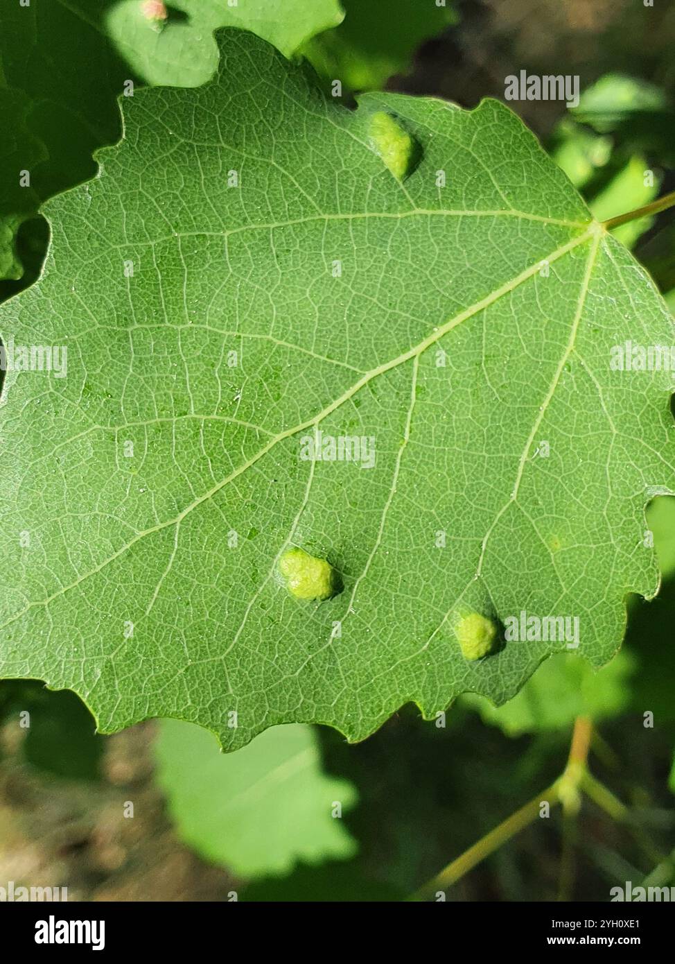Phyllocoptes populi hi-res stock photography and images - Alamy