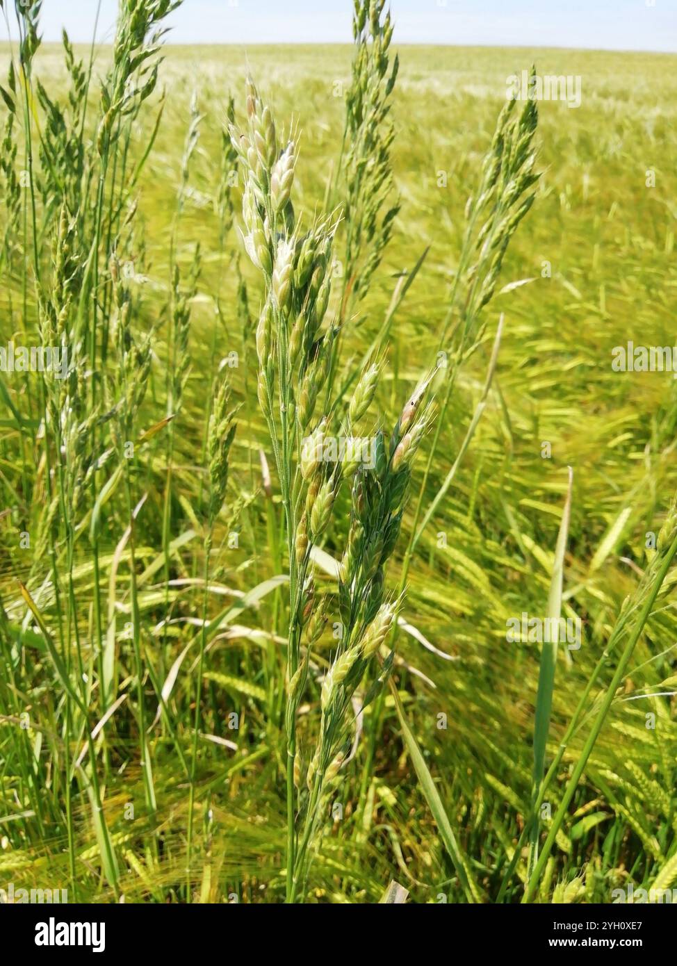 Common soft brome hi-res stock photography and images - Alamy