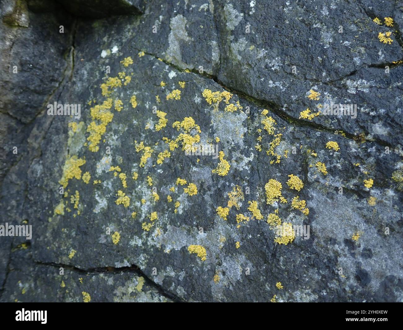 Polycauliona hi-res stock photography and images - Alamy