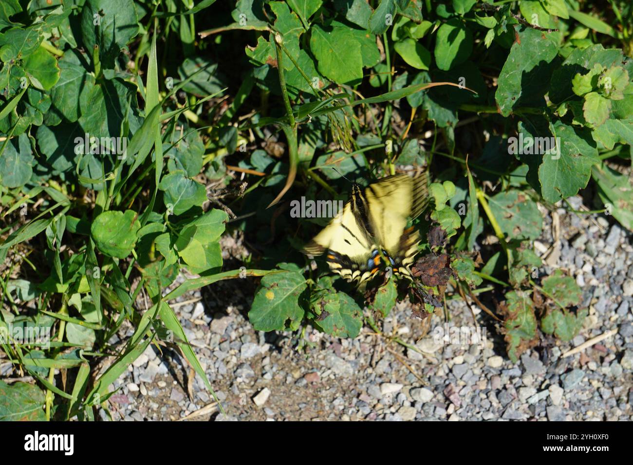 Canadian Tiger Swallowtail (Papilio canadensis Stock Photo - Alamy